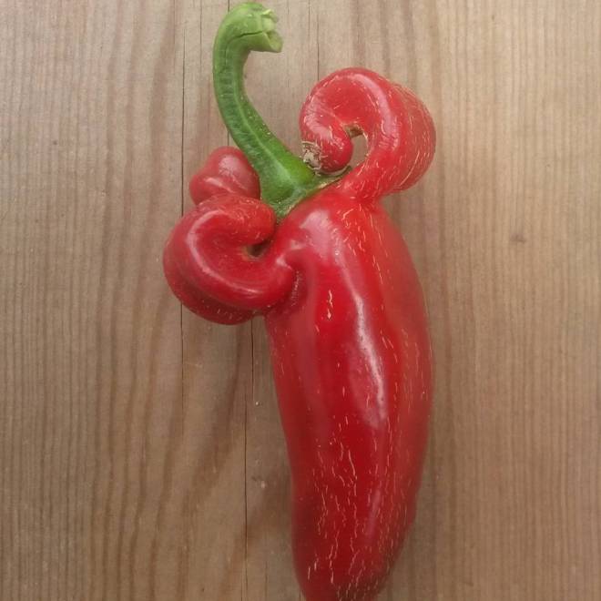 Fancy Peppers round out August…for 8.29.2015 – Broadfork Farm
